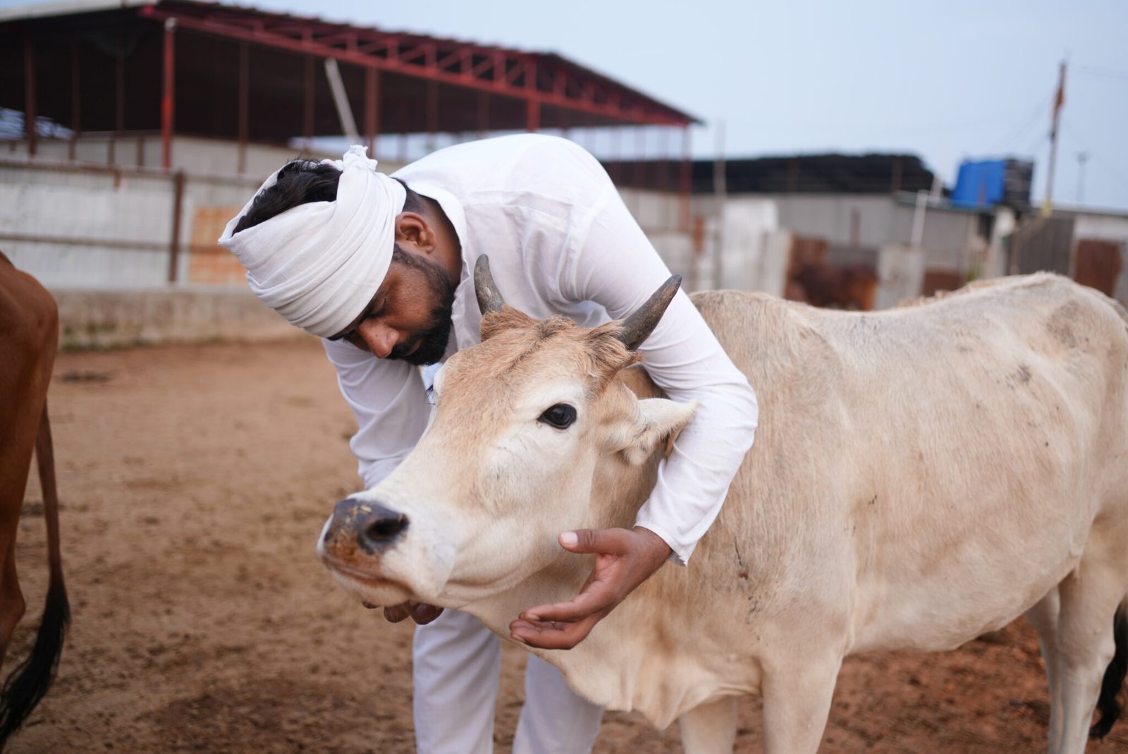 India's Most Trusted Online Gaushala | Krishna Dham Gaushala