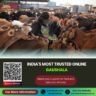 India's Most Trusted Online Gaushala | Krishna Dham Gaushala