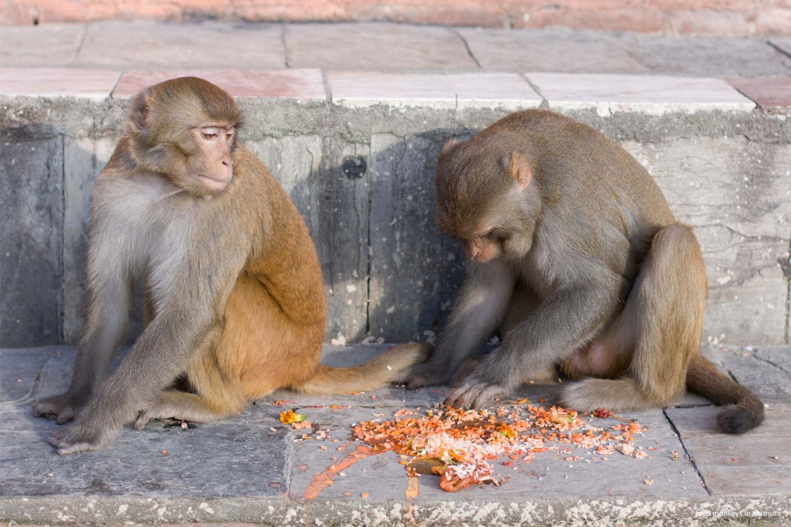 Feed Monkeys in Mathura and Vrindawan